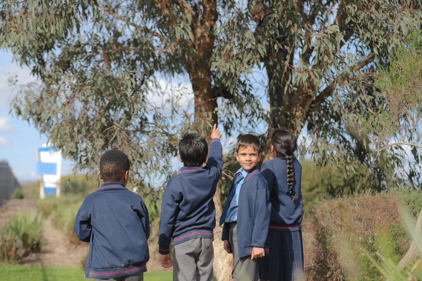 Primary School | Mernda Hills